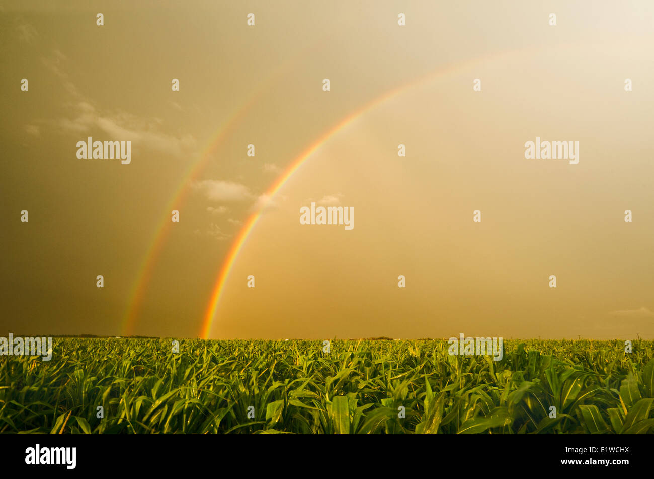 a field of feed/grain corn and a sky with a rainbow in the background ...