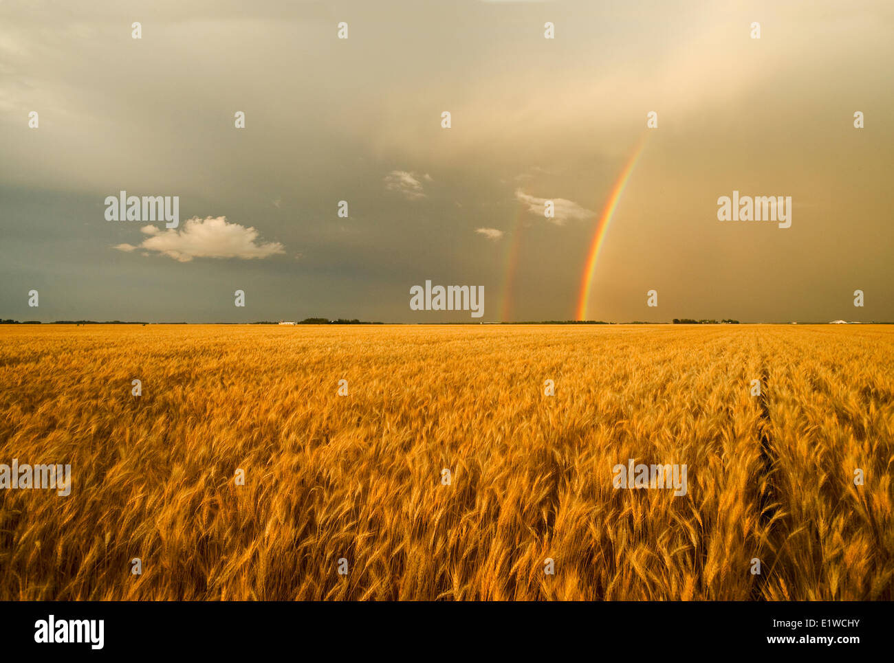 Mature winter wheat field and a rainbow in the sky hi-res stock ...