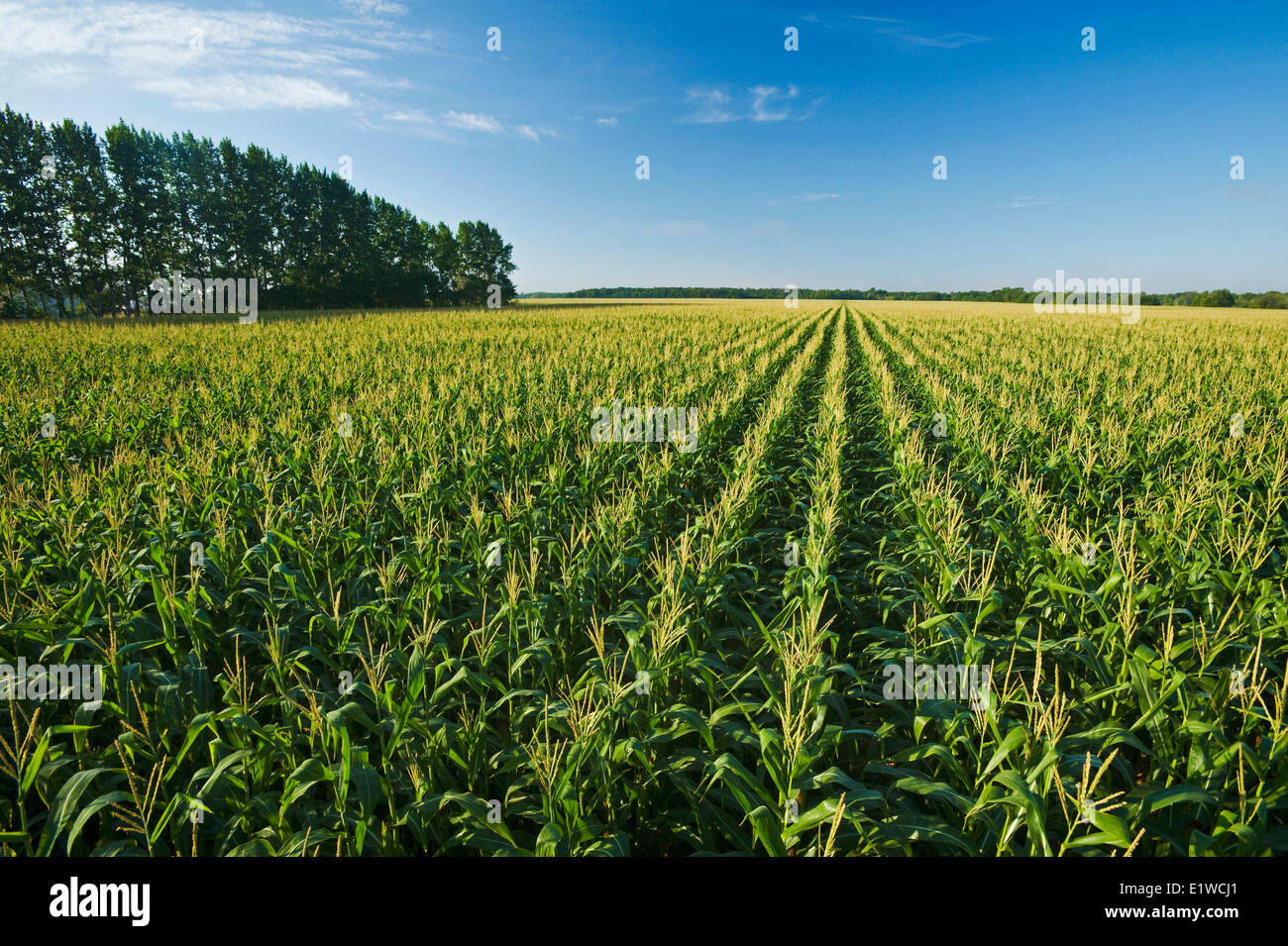 a field of feed/grain corn stretches to the horizon, near Lorette ...