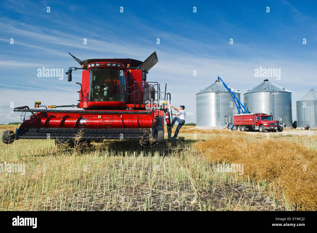 a farmer on a combine harvester getting ready to harvest swathed canola ...