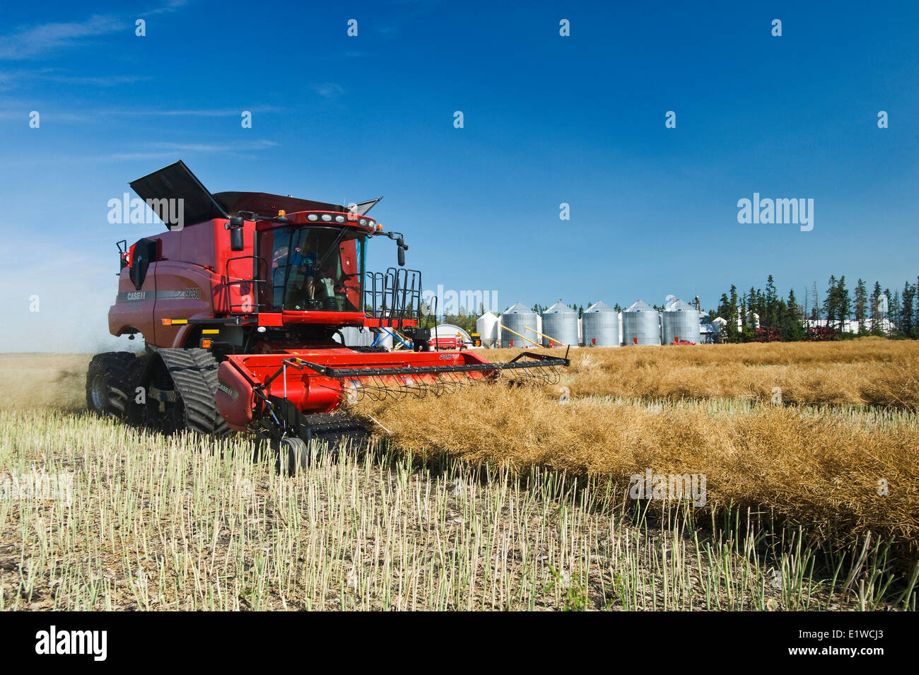 Combine harvester harvests swathed canola next to farm yard hi-res ...