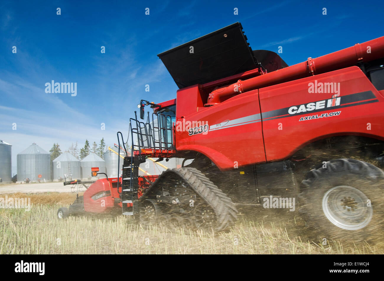 Combine harvester harvests swathed canola next to farm yard hi-res ...