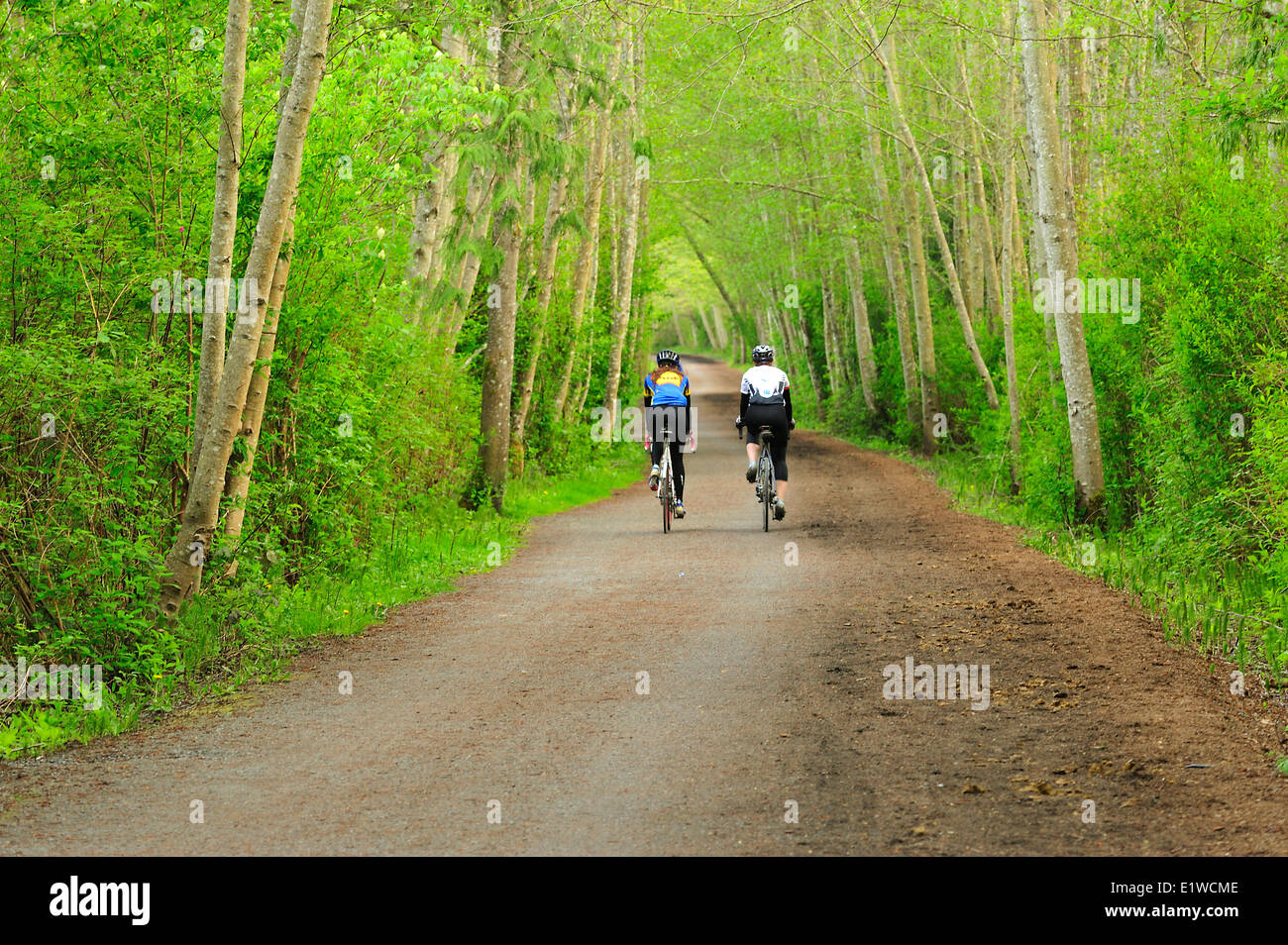 Lochside Trail with red alders, Alnus rubra, Saanich Peninsula ...