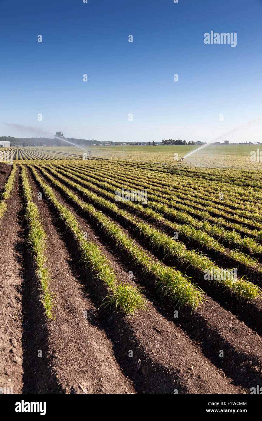 Monocrop agriculture hi-res stock photography and images - Alamy