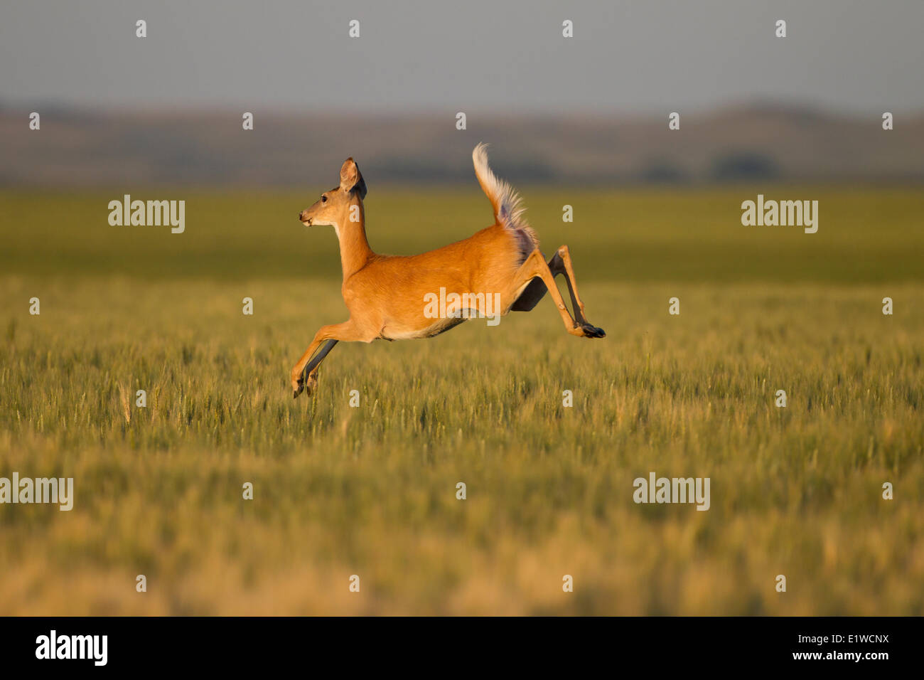 Deer Leaping High Resolution Stock Photography and Images - Alamy