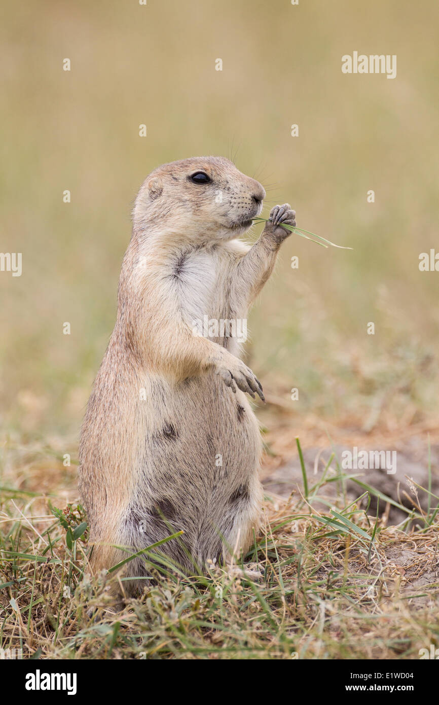 What Is A Female Prairie Dog Called