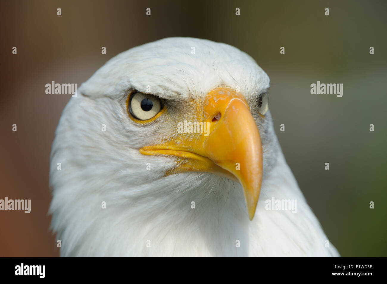 Bald eagle, Portrait Stock Photo - Alamy