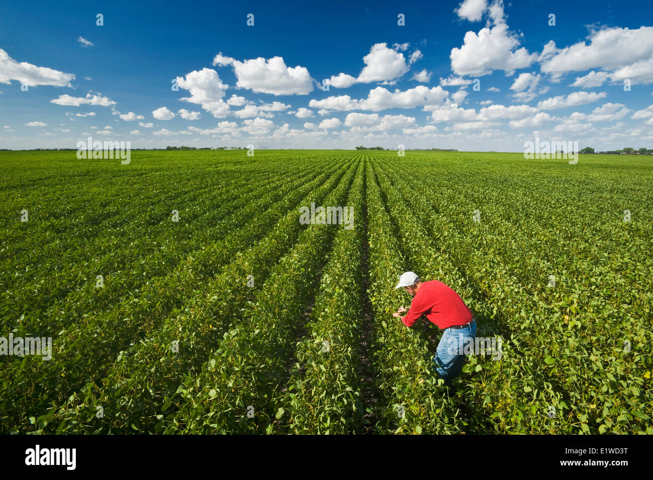 a farmer in a mid growth soybean field near Winkler, Manitoba, Canada ...