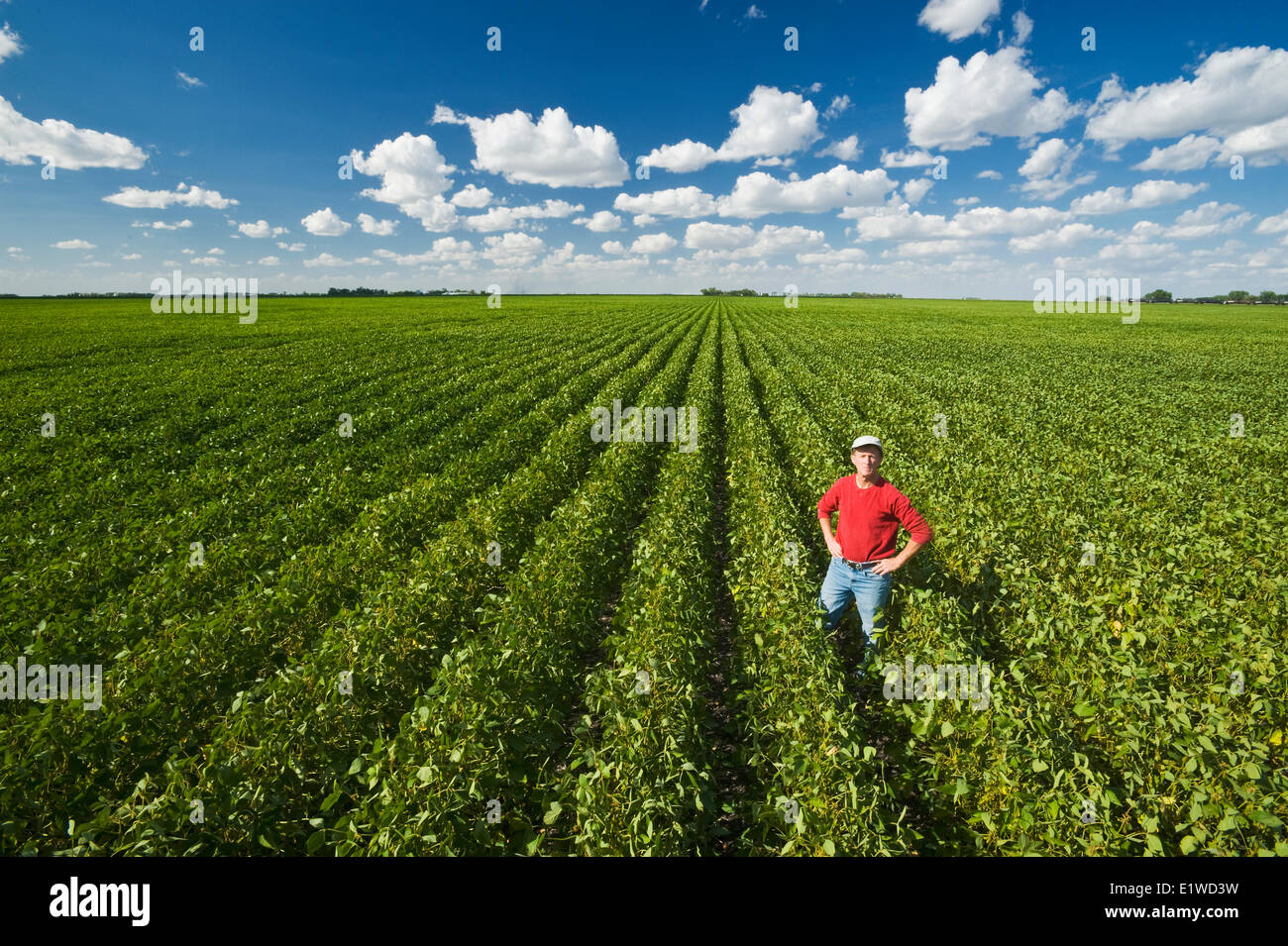 a farmer in a mid growth soybean field near Winkler, Manitoba, Canada ...