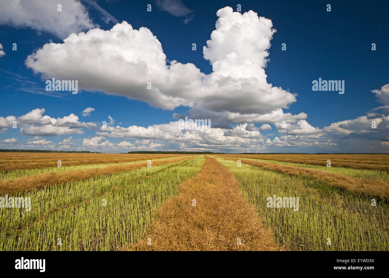 swathed, harvest ready canola with developing cumulonimbus cloud in the ...