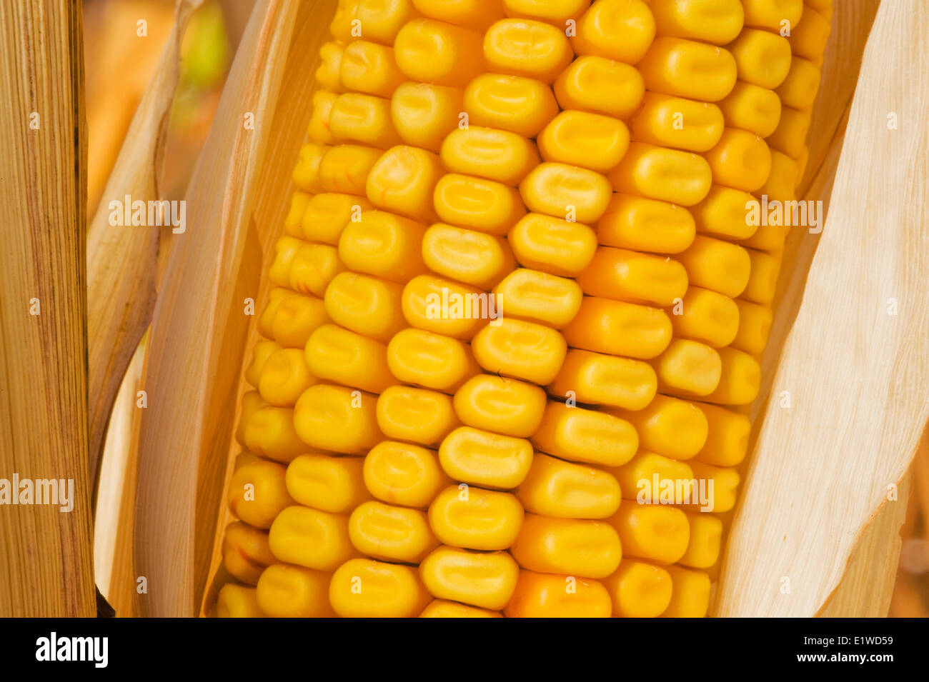 close-up of maturing grain/feed corn; near Lorette; Manitoba; Canada ...