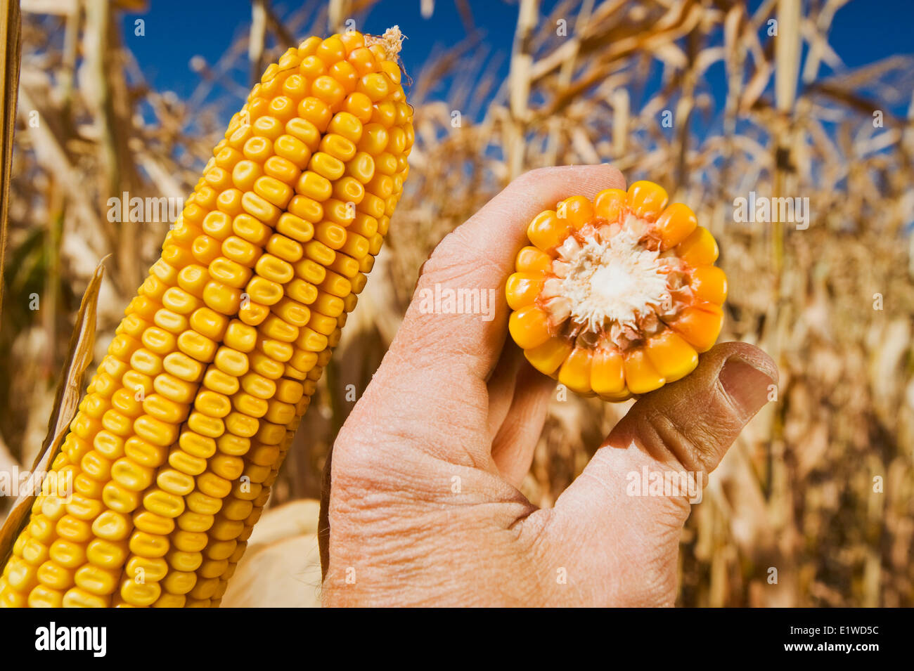 Hands holding corn kernels hi-res stock photography and images - Alamy