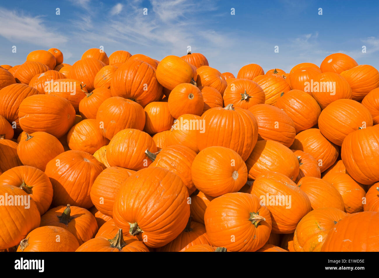harvested pumpkins stacked before being shipped to market, Otterburne ...