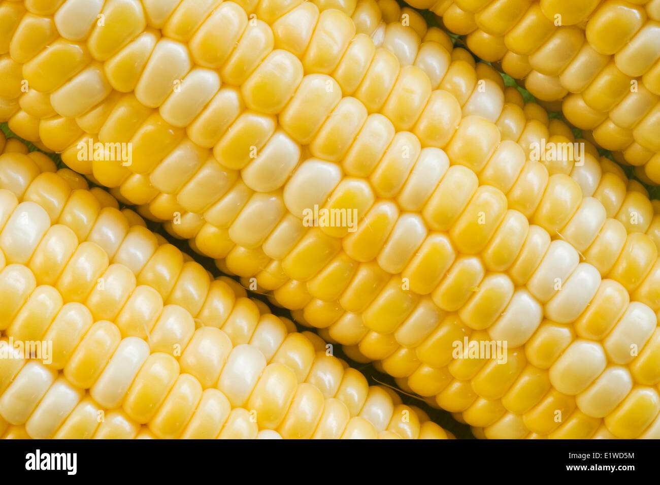 close-up of edible corn Stock Photo - Alamy