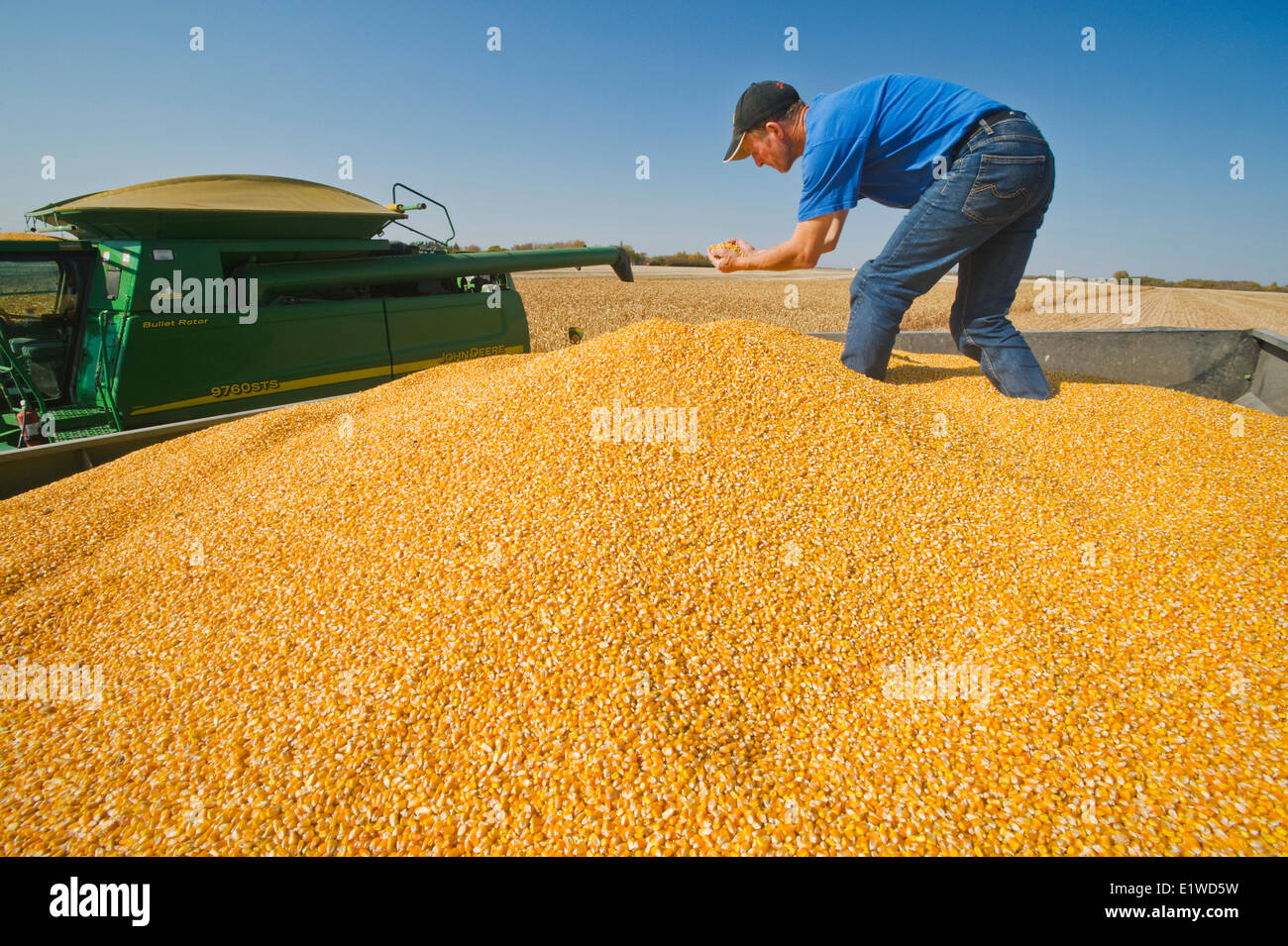a man examines feed corn (grain corn) in the back of a grain wagon ...