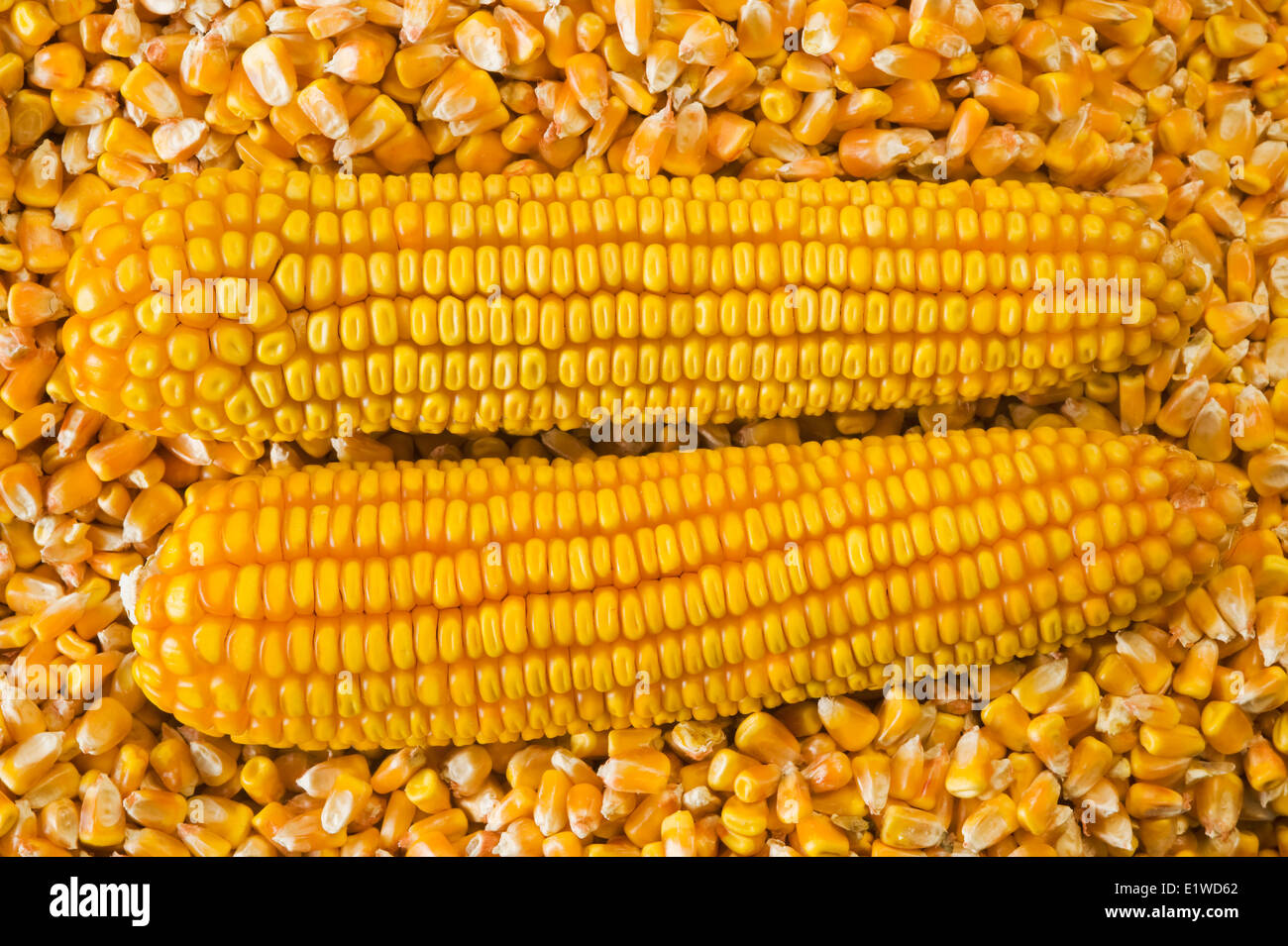 close-up of mature grain/feed corn and harvested kernels Stock Photo ...