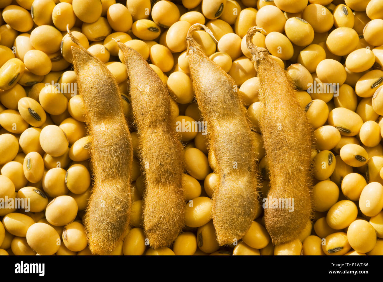 close-up of soybeans Stock Photo - Alamy