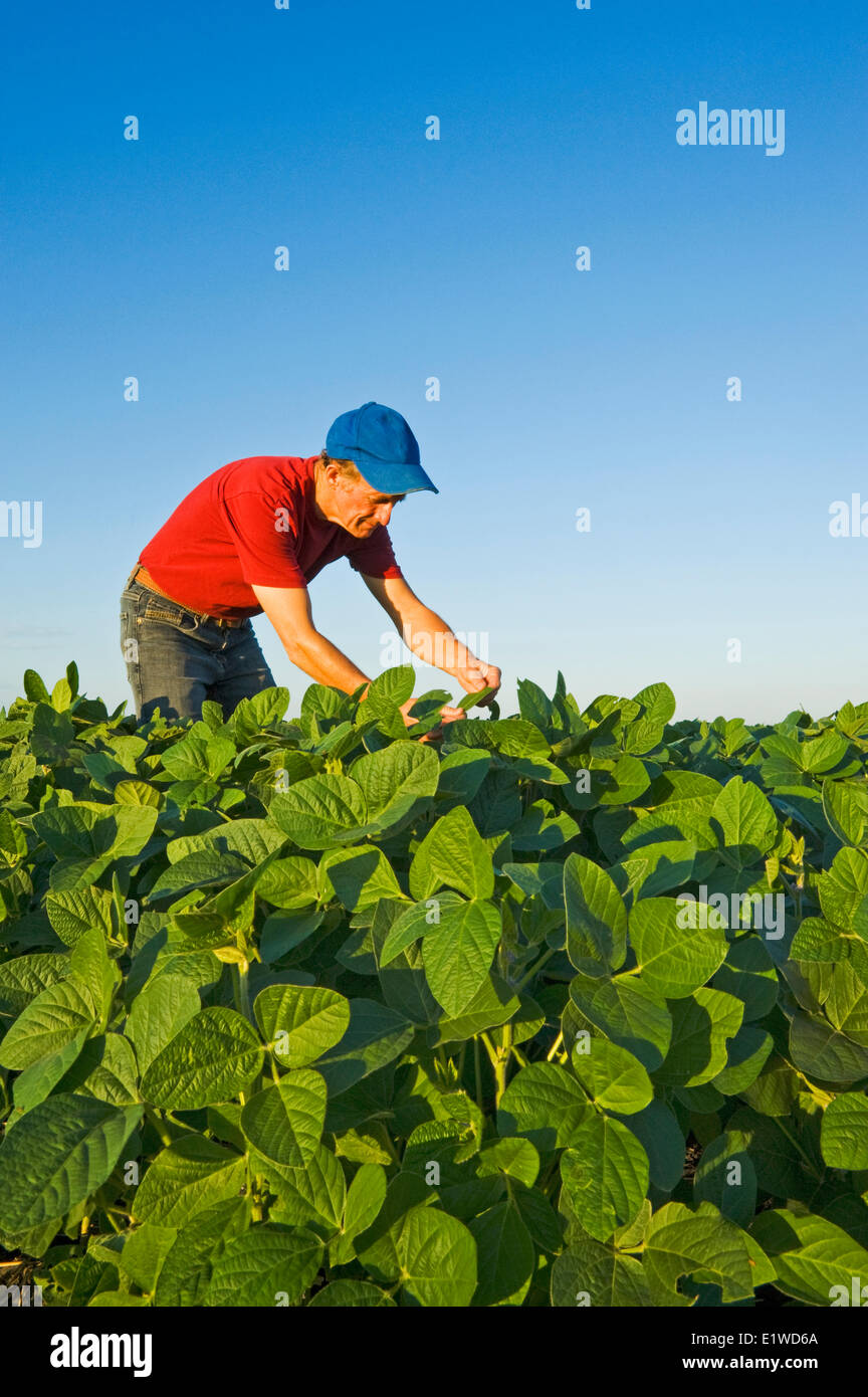 Soybean farmers hi-res stock photography and images - Alamy