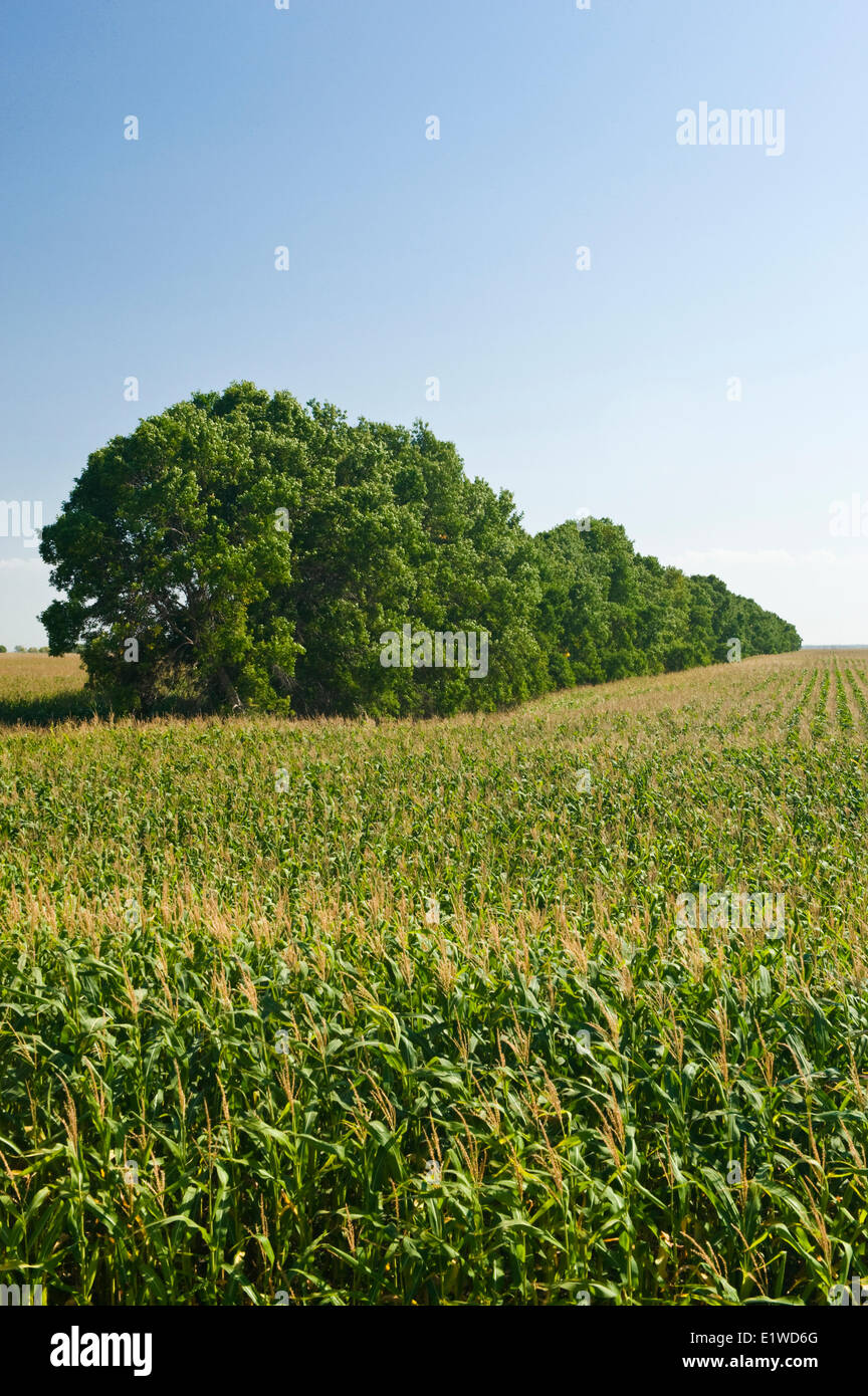 grain corn/feed corn field with shelterbelt in the background, near ...