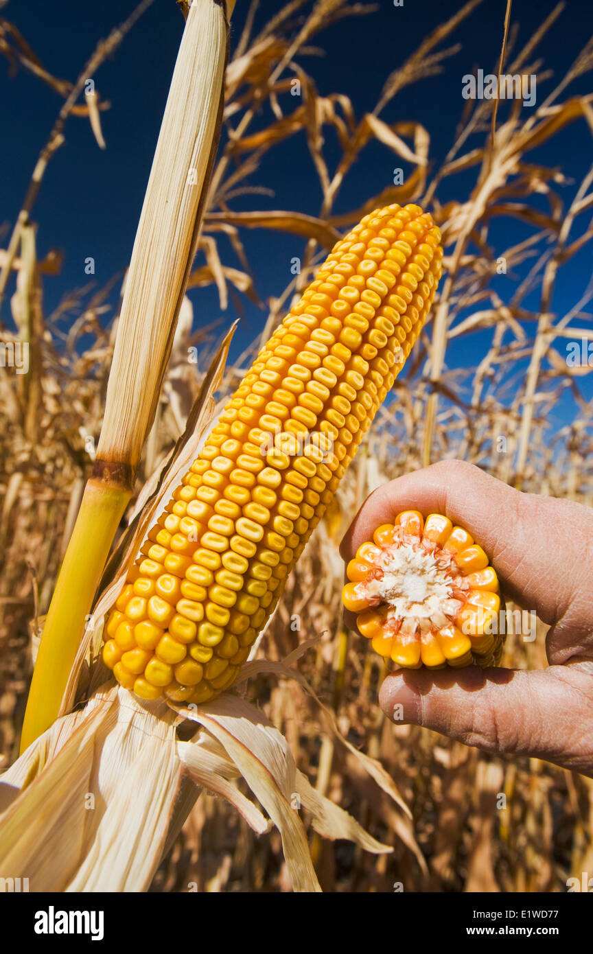 Hand holding grain hi-res stock photography and images - Alamy