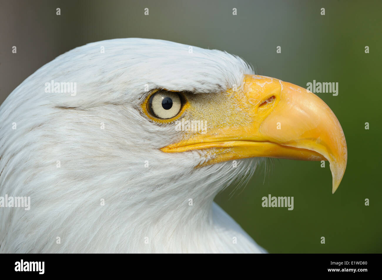 Bald eagle, Portrait Stock Photo - Alamy