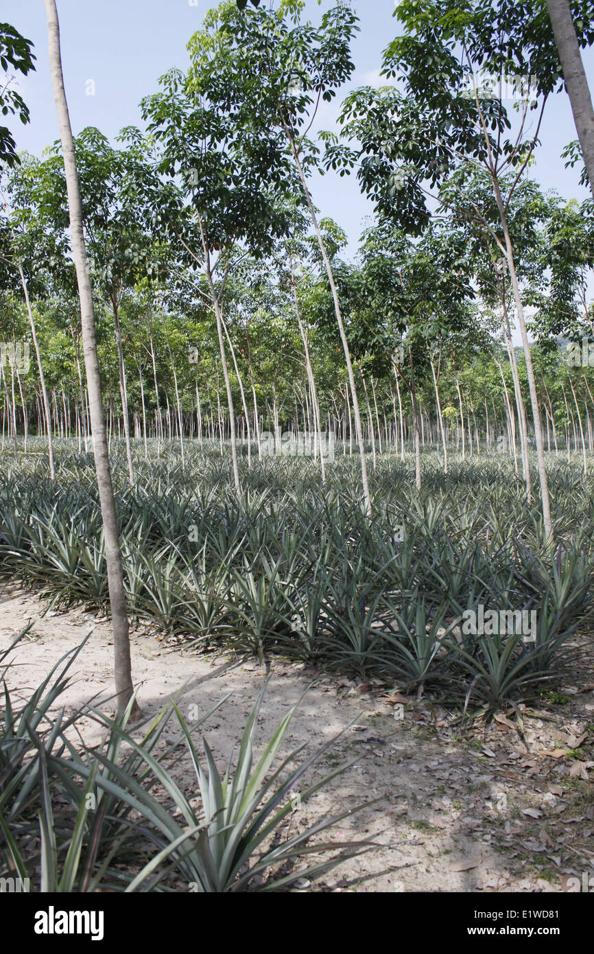 Pineapple farm thailand hi-res stock photography and images - Alamy
