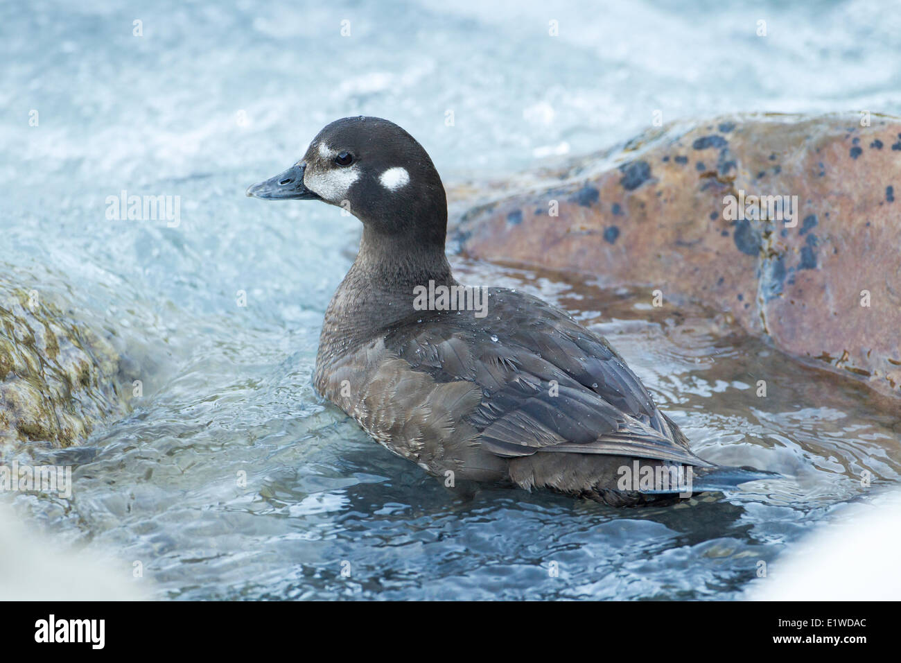 A female Harlequin Duck (Histrionicus histrionicus) at Rampart Creek in ...