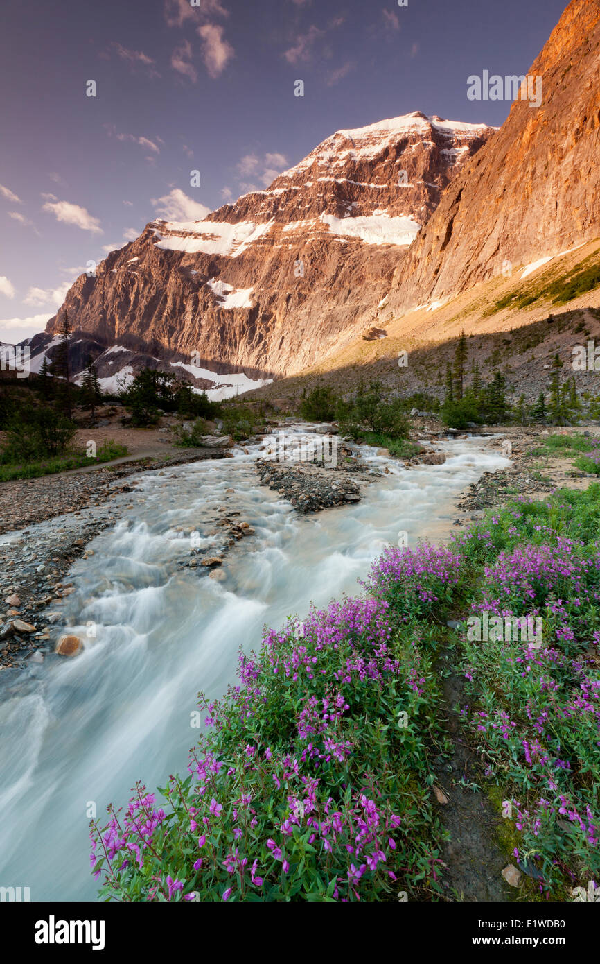 Glacial stream and fireweed hi-res stock photography and images - Alamy