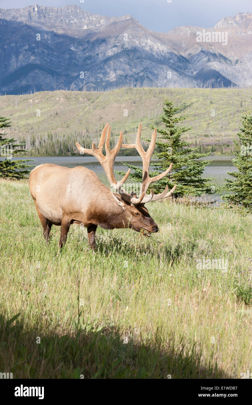 Bull elk in rocky mountains hi-res stock photography and images - Alamy