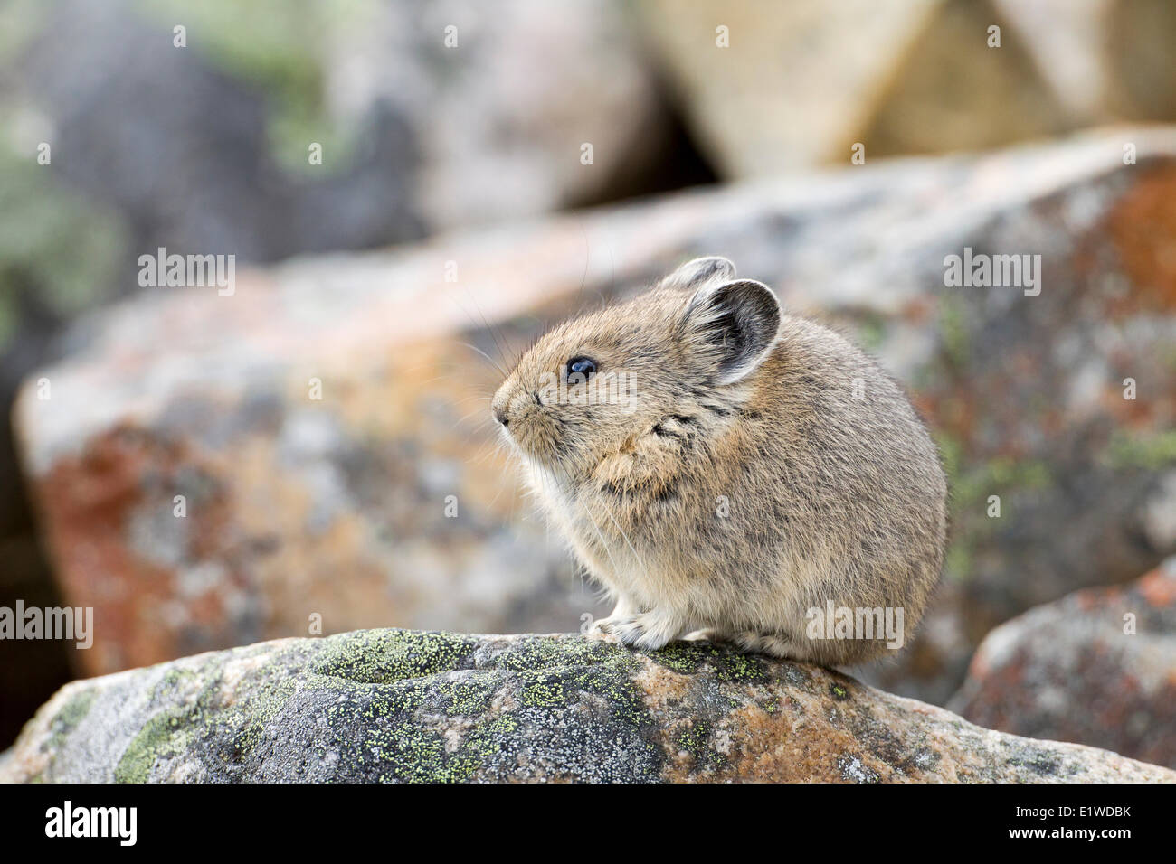 American pikas hi-res stock photography and images - Alamy