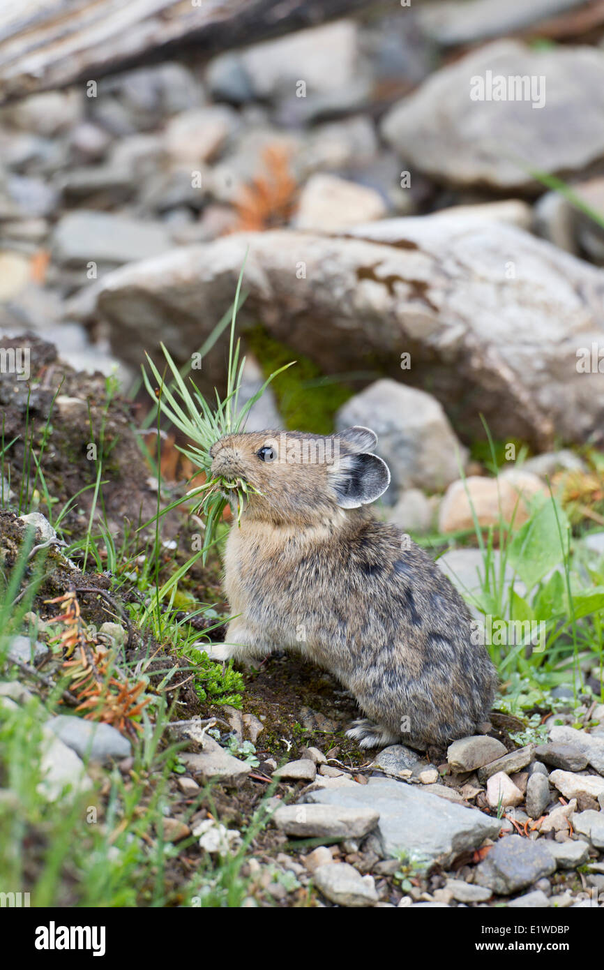 American pika ochotona princeps eating grass hi-res stock photography ...