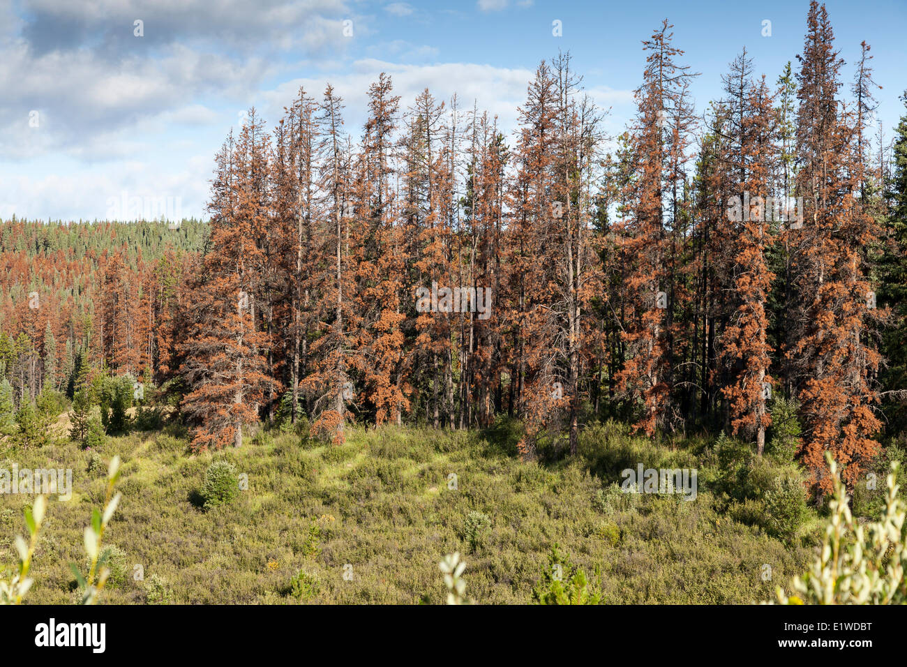 Dead trees alaska hi-res stock photography and images - Alamy