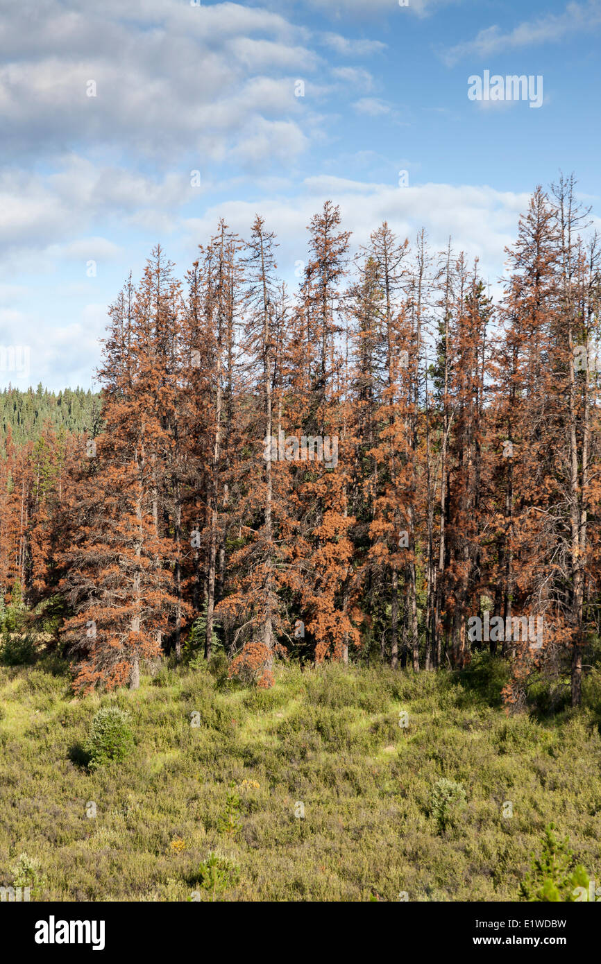 Dead trees alaska hi-res stock photography and images - Alamy