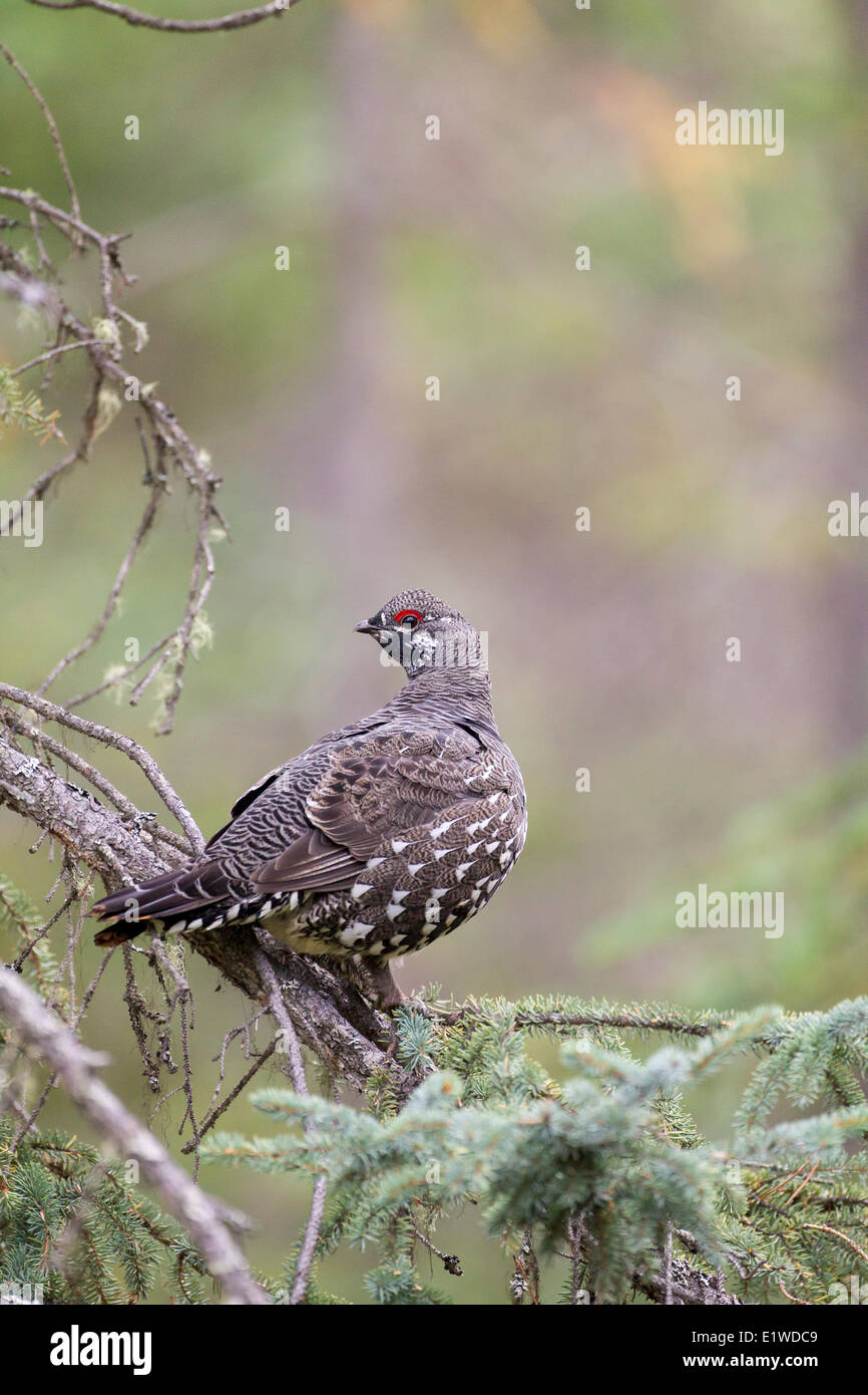 Perch in a tree hi-res stock photography and images - Alamy