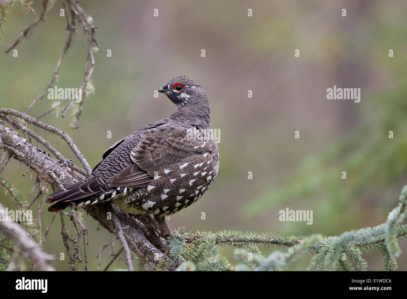 Tree perch hi-res stock photography and images - Alamy