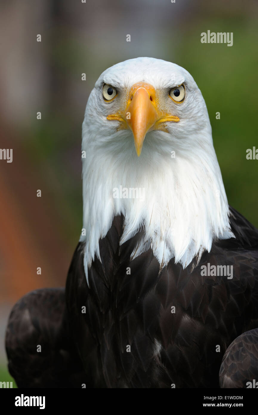 Bald eagle, Portrait Stock Photo - Alamy