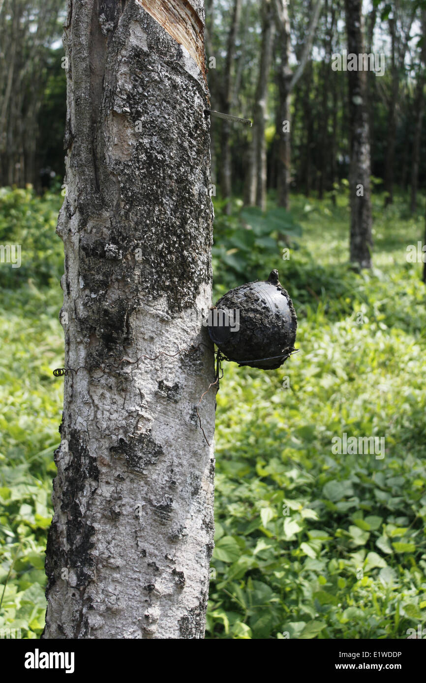 Field, plantation of Hevea trees for rubber, Phuket, Thailand, Asia ...