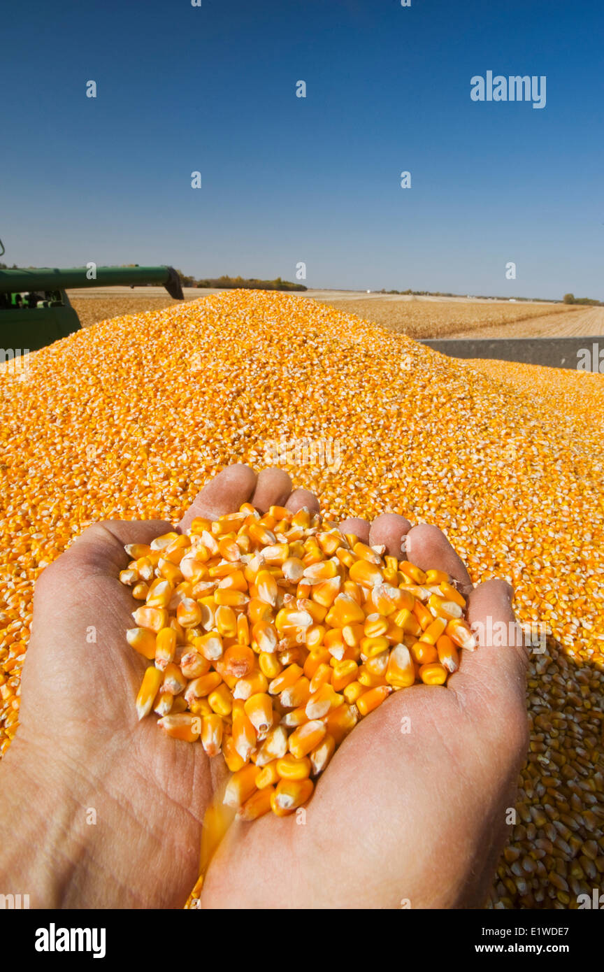 Hand holding harvested grain feed corn in grain wagon hi-res stock ...