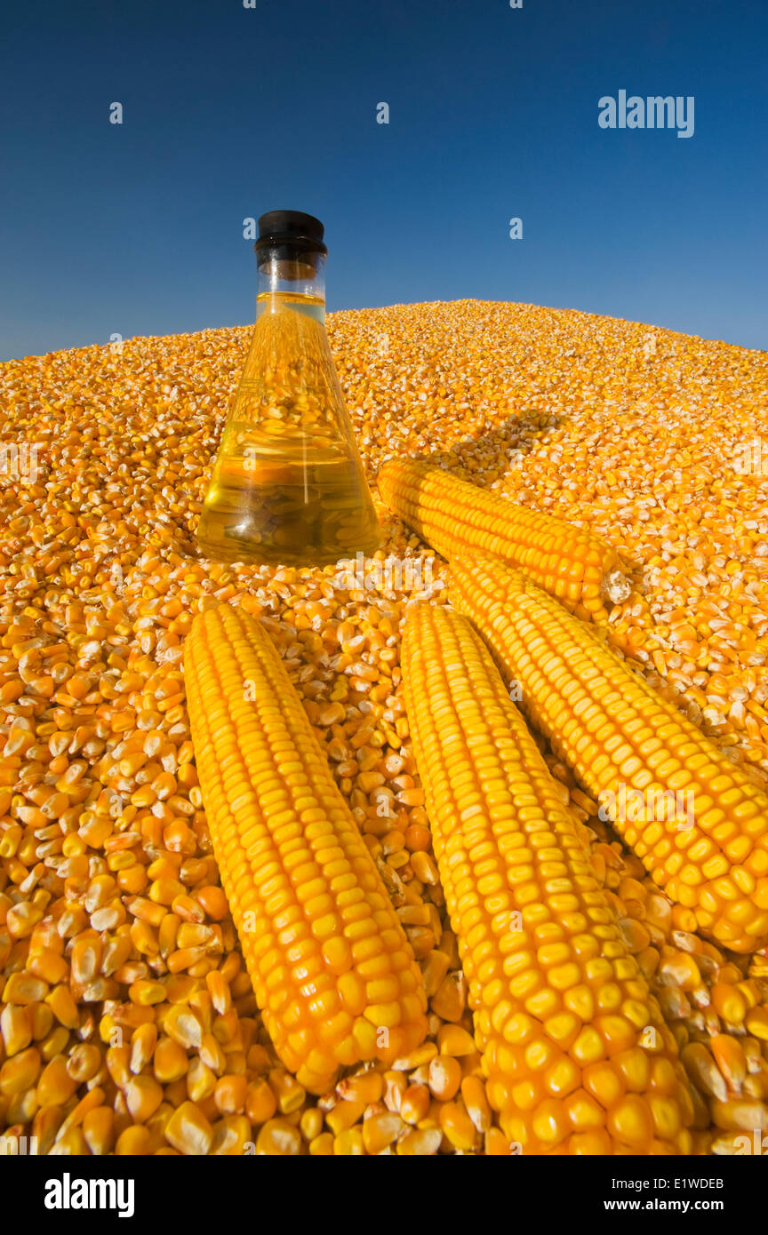 Feed Corn Stock Photos & Feed Corn Stock Images - Alamy