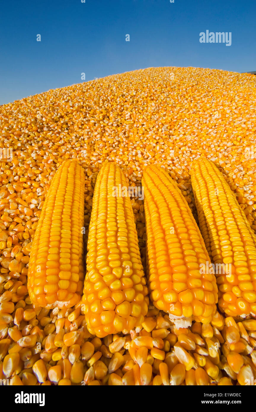 close-up of mature grain/feed corn and harvested kernels Stock Photo ...