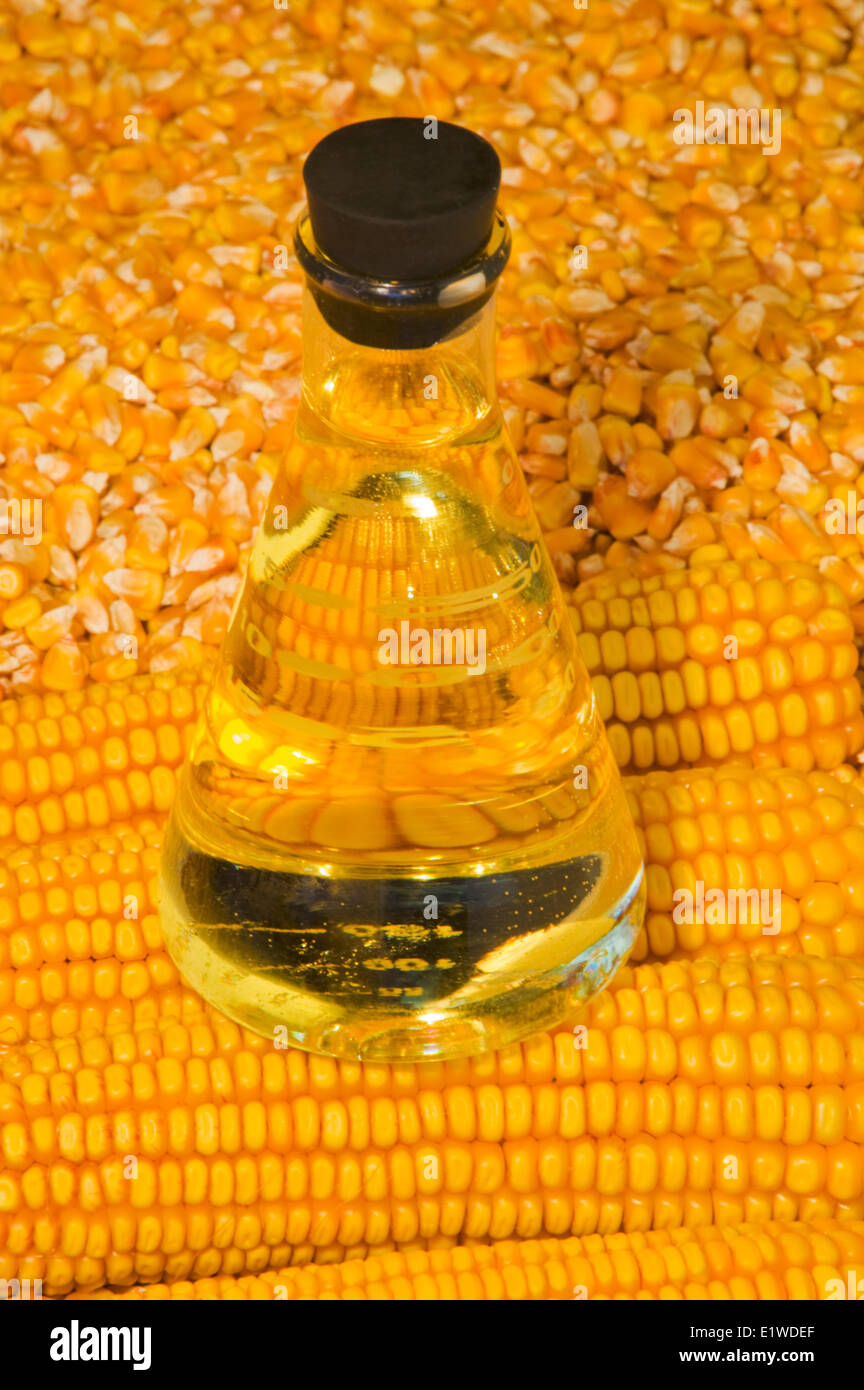 Harvested grain feed corn kernels hi-res stock photography and images ...