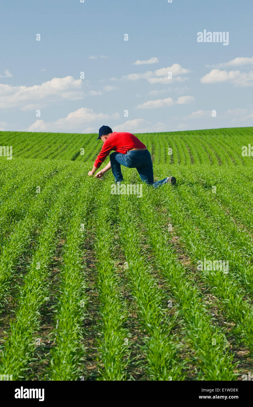 a farmer scouts an early growth spring wheat field for weeds and ...