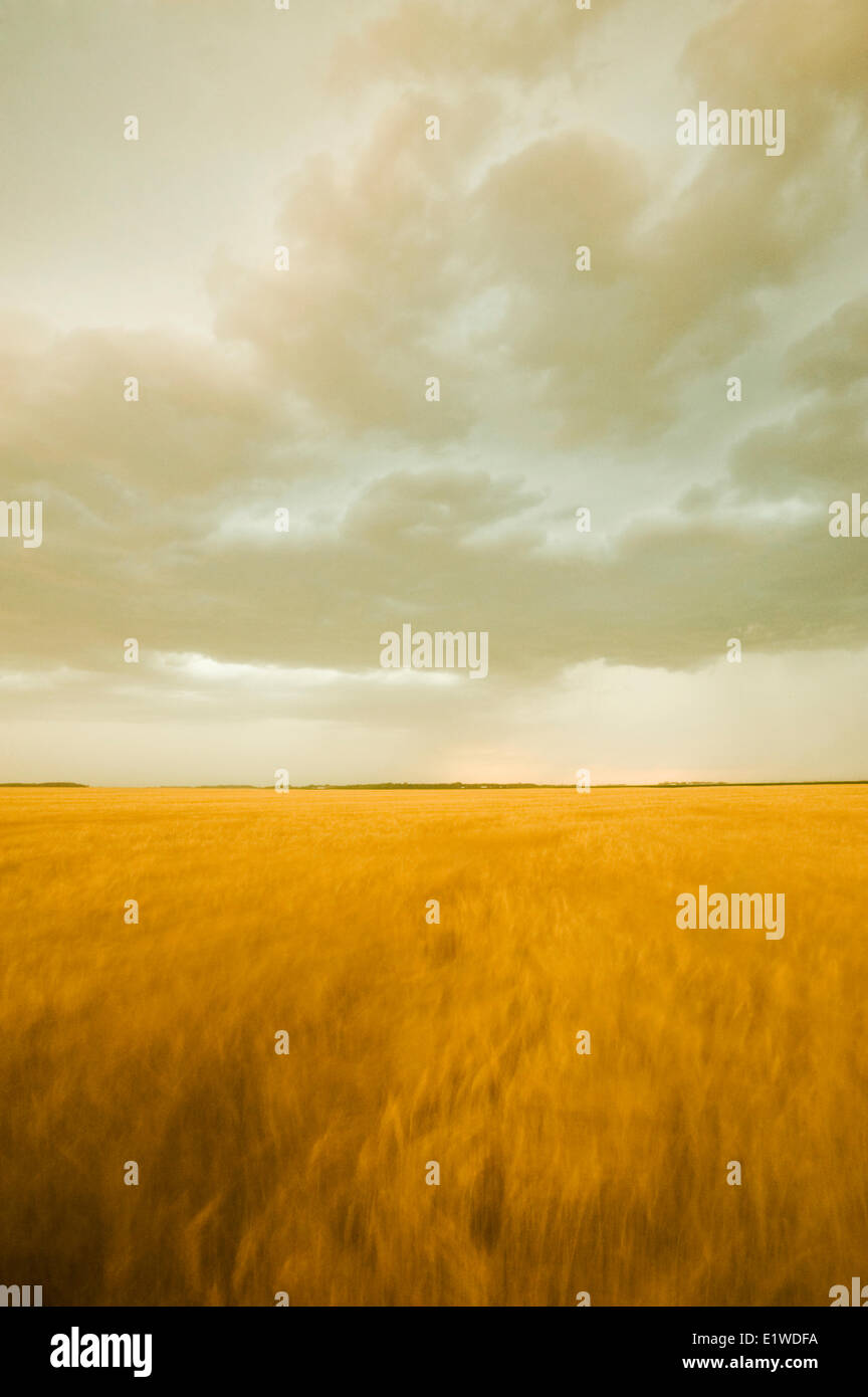 Wheat field and wind blown clouds hi-res stock photography and images ...