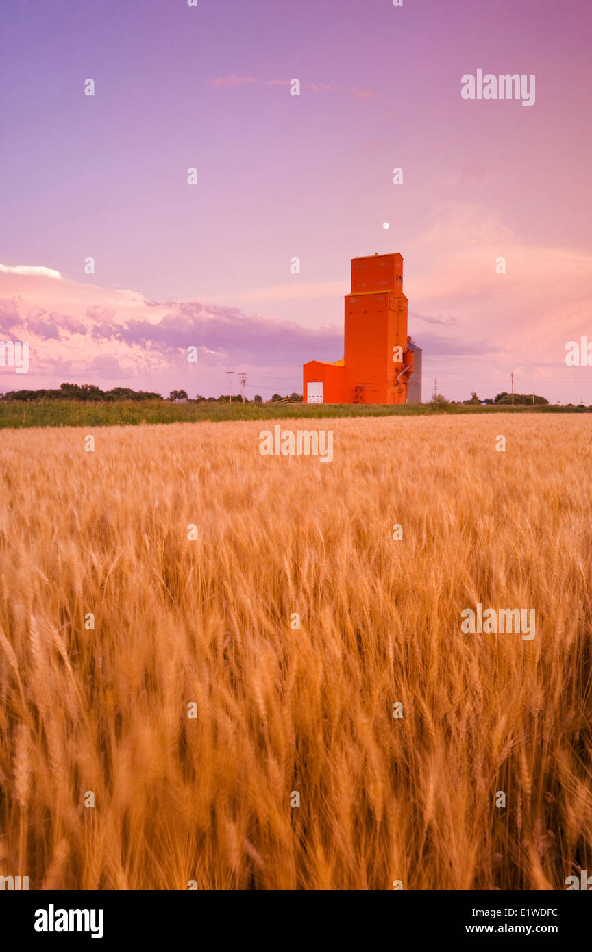 Maturing spring wheat field with grain elevator in the background hi ...