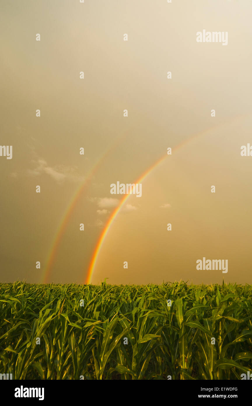 Corn field background hi-res stock photography and images - Alamy