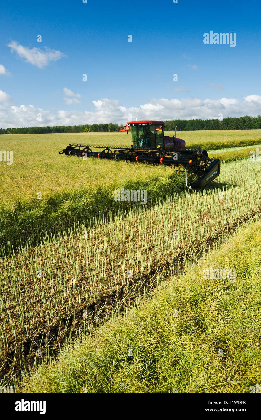 Swathing canola near lorette hi-res stock photography and images - Alamy