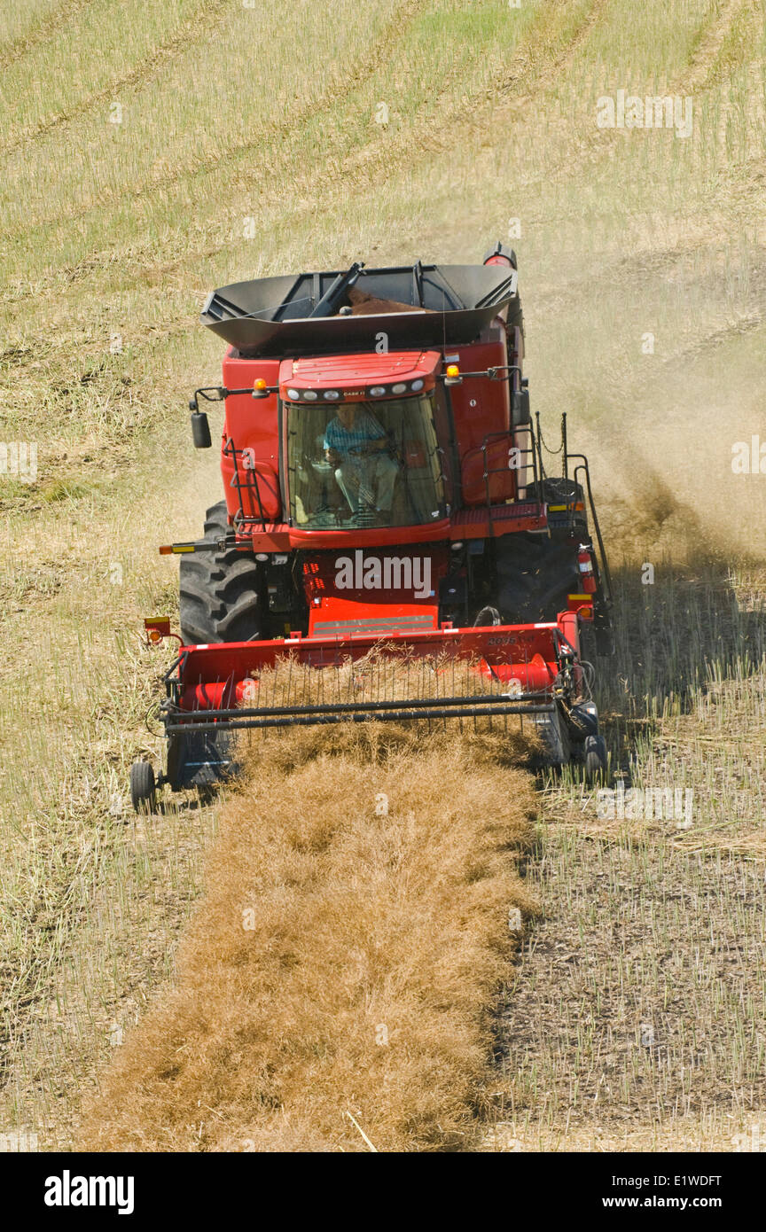 a combine harvests canola, near Dugald, Manitoba, Canada Stock Photo ...