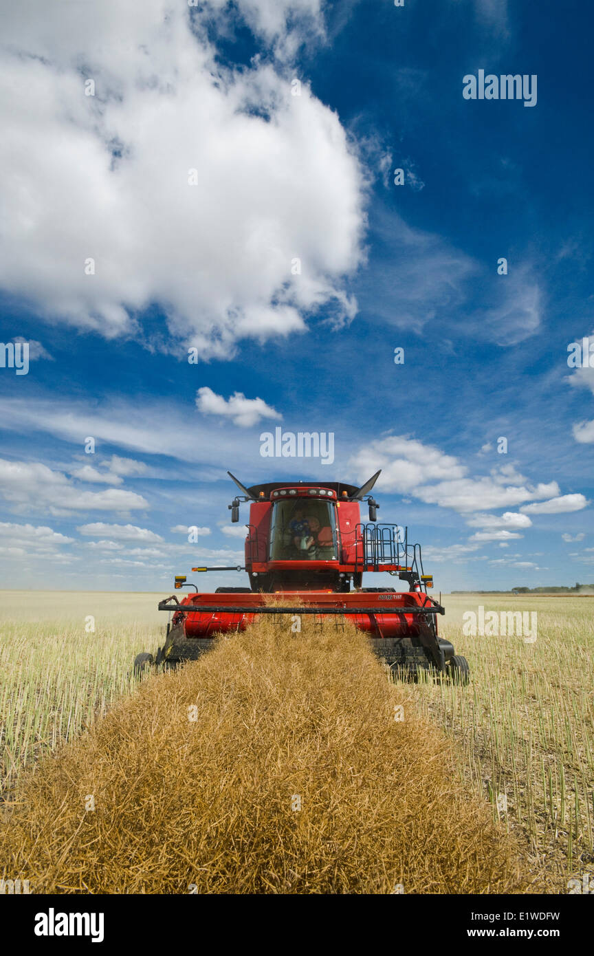 A combine harvests swathed canola hi-res stock photography and images ...