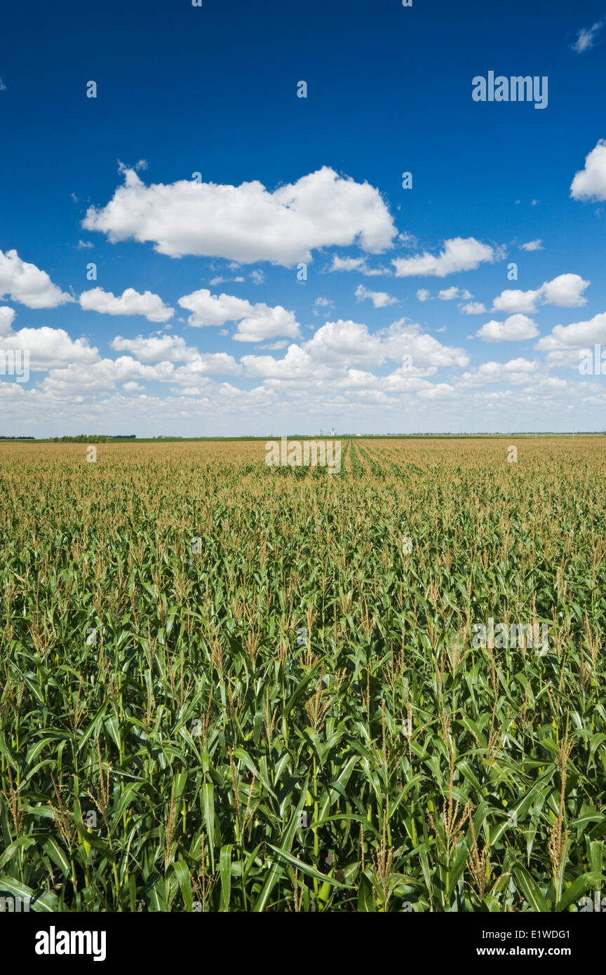 a field of feed/grain corn stretches to the horizon, near Morris ...