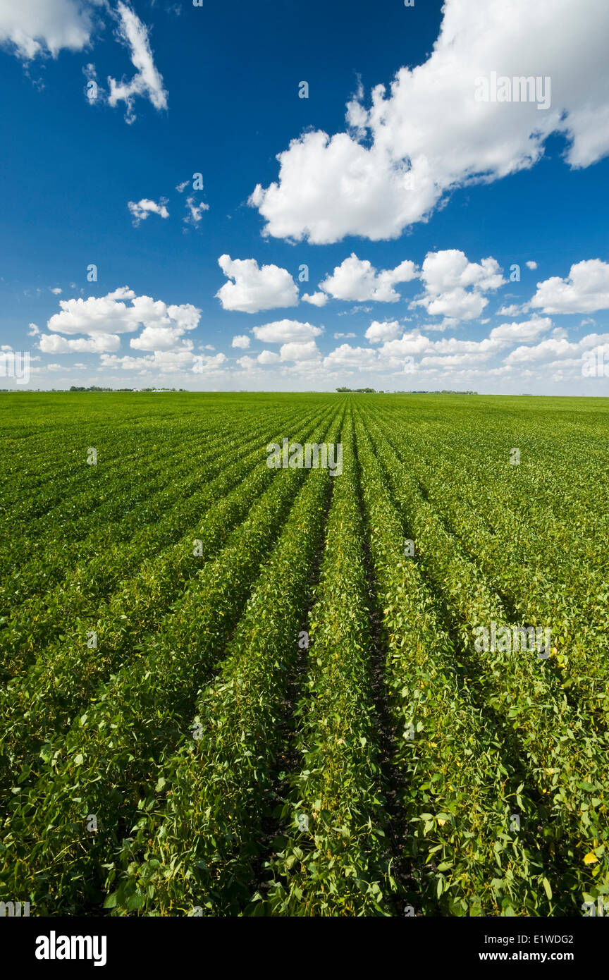 a mid growth soybean field near Winkler, Manitoba, Canada Stock Photo ...
